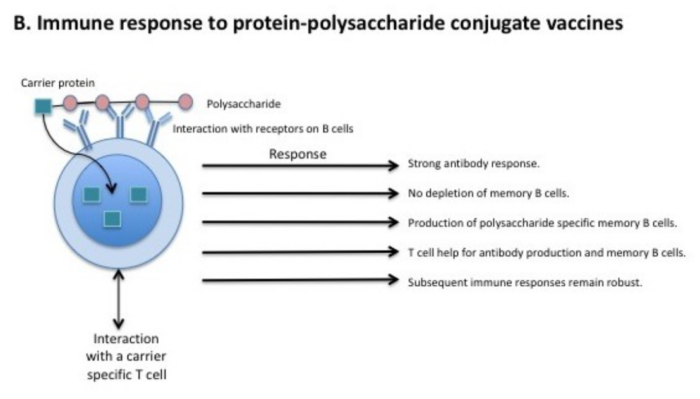 Specific Antibody Deficiency – SPAD - Immunodeficiency UK